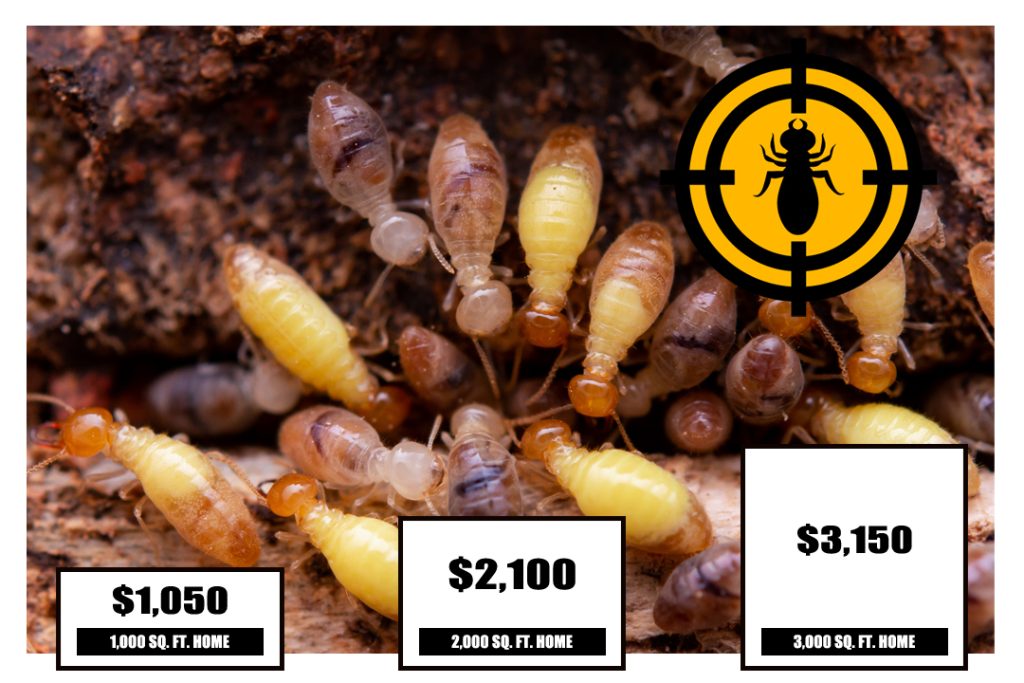 Cost Of Termite Treatment In Arizona (Updated For 2025) - Poor Boy