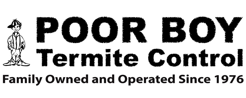 Why Do Flying Termites Suddenly Appear? | Poor Boy Termite